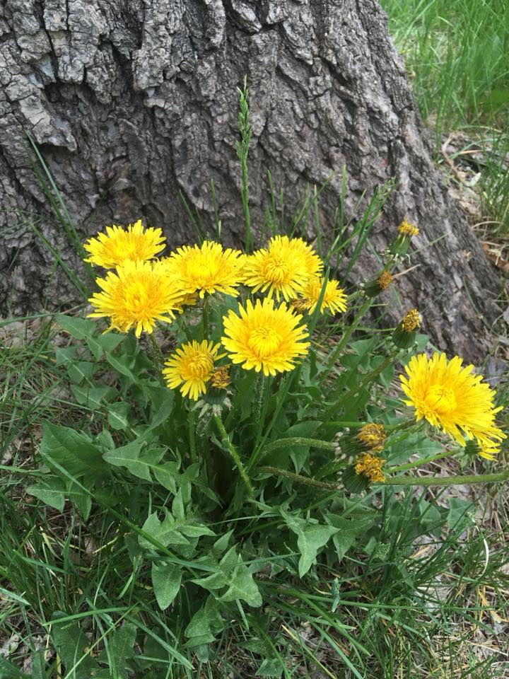 Summer Solstice Ritual ’18 | Upper Mississippi River Reclaiming